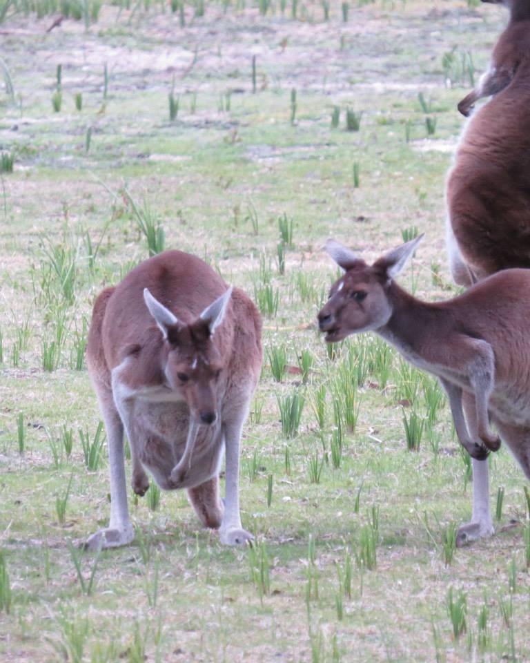 First Kangaroo In Australia - Irish Around Oz