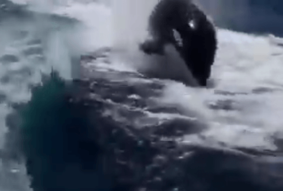 Orcas chase speeding boat YouTube - Irish Around Oz