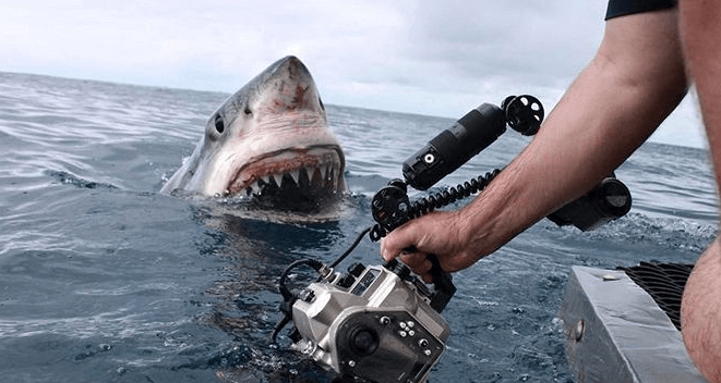 Shark close up curious great white shark almost touches the lens ABC ...